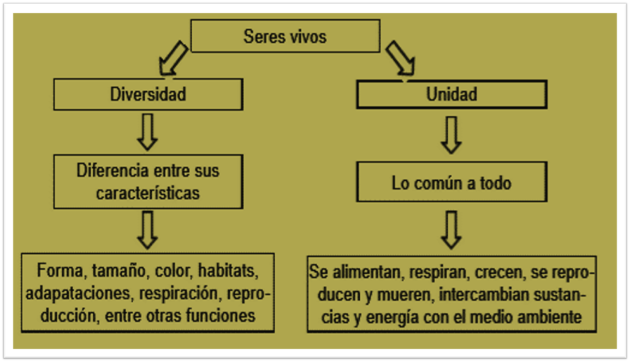 Los seres vivos: diversidad y unidad en la naturaleza [Los seres vivos ...